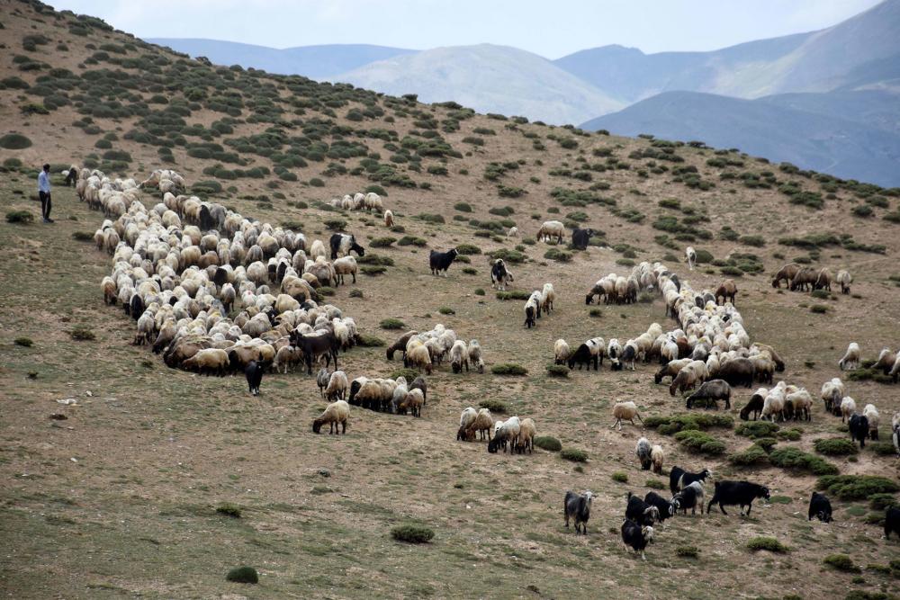 Azərbaycan-Ermənistan sərhədində insident – Qoyun sürüsü qalmaqala ...